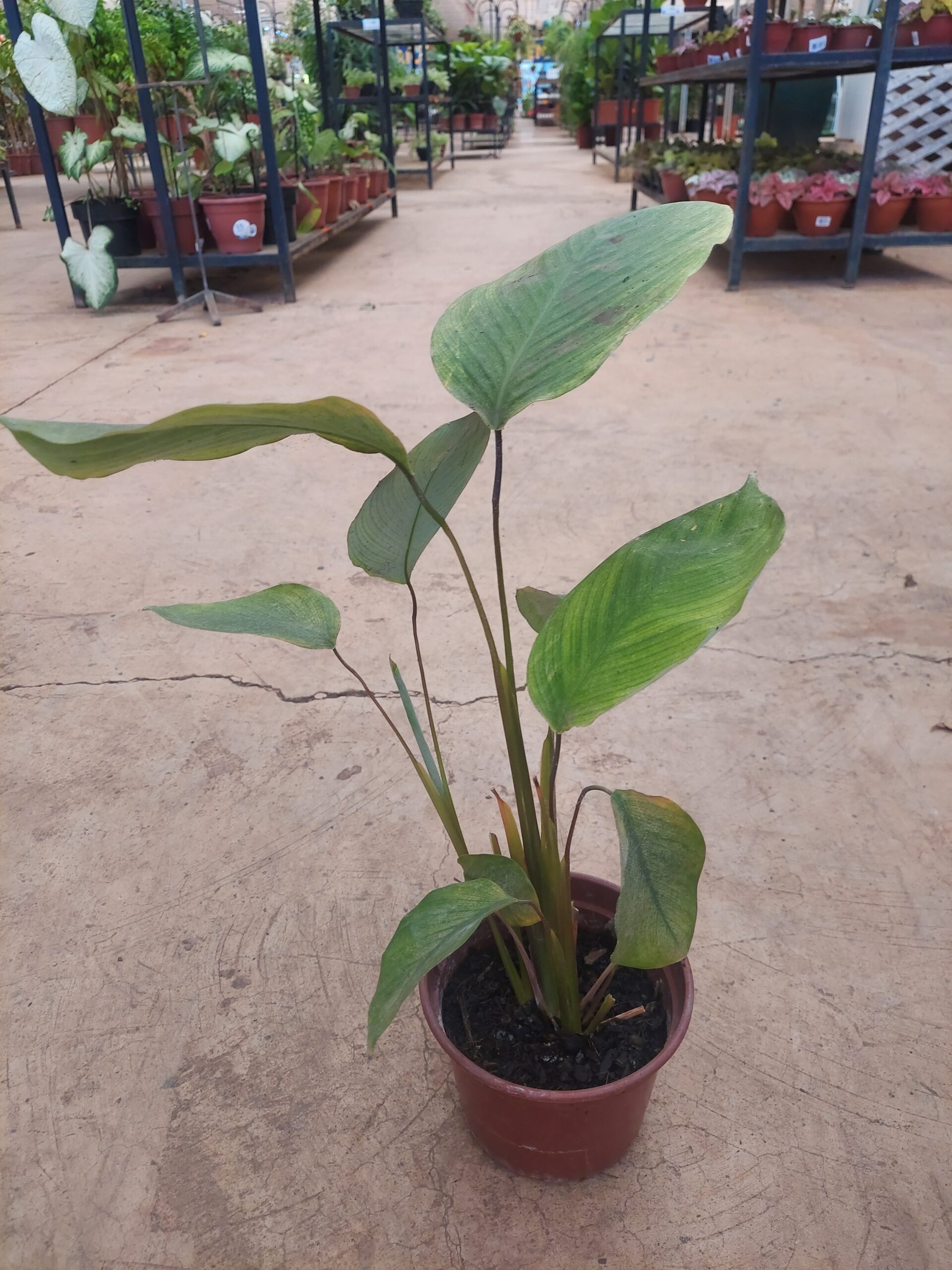 Calathea (maranta) charuto PT 15 – DM Plantas